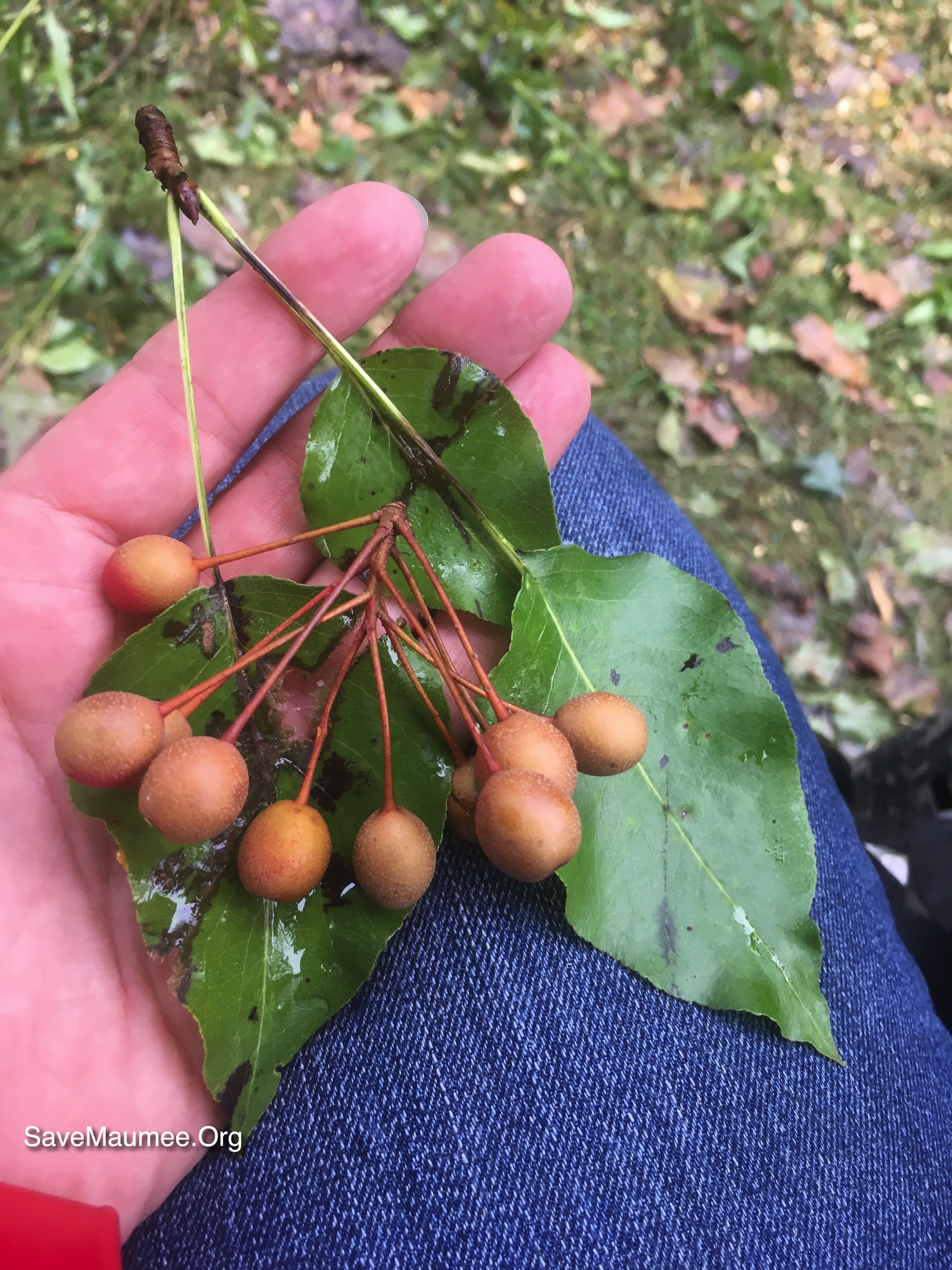 Deetz_Nature_Preserve, New_Haven_Parks, Allen_County_Parks, callery ...